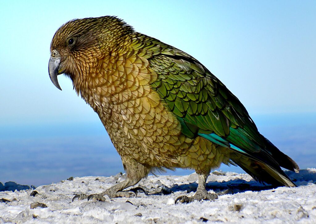 Por qué las aves más inteligentes tienen una esperanza de vida cada vez ...