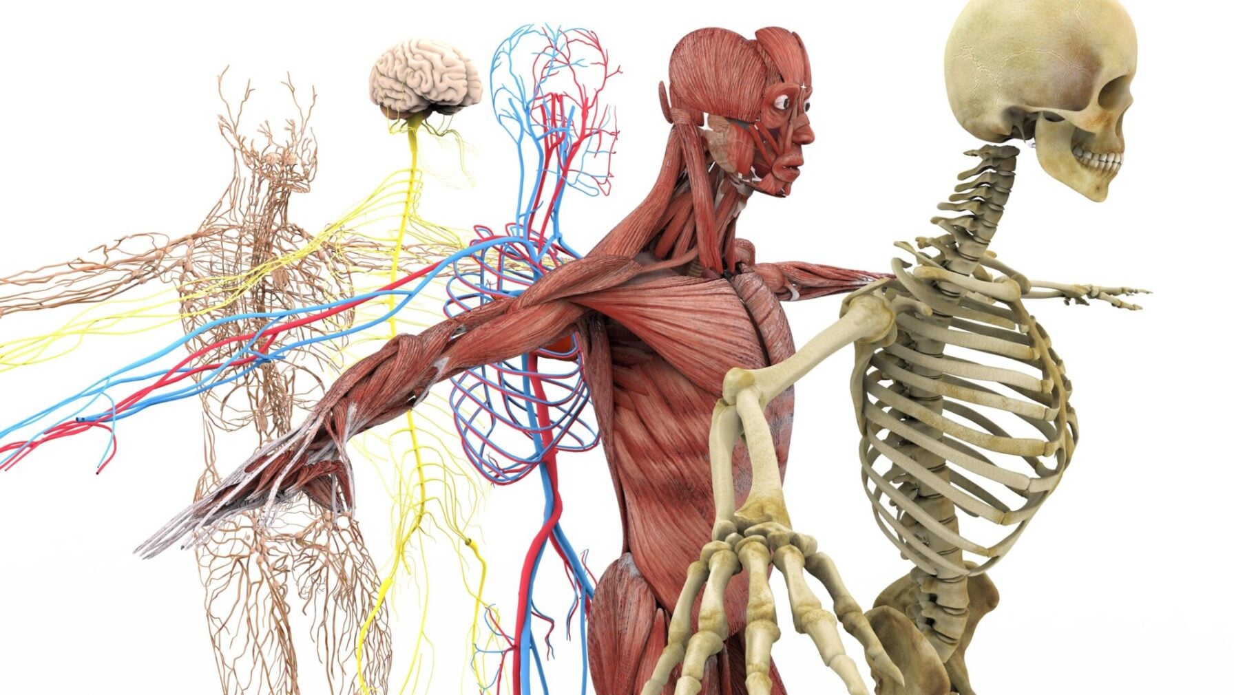 13 curiosos datos sobre el cuerpo humano que probablemente nunca habías ...