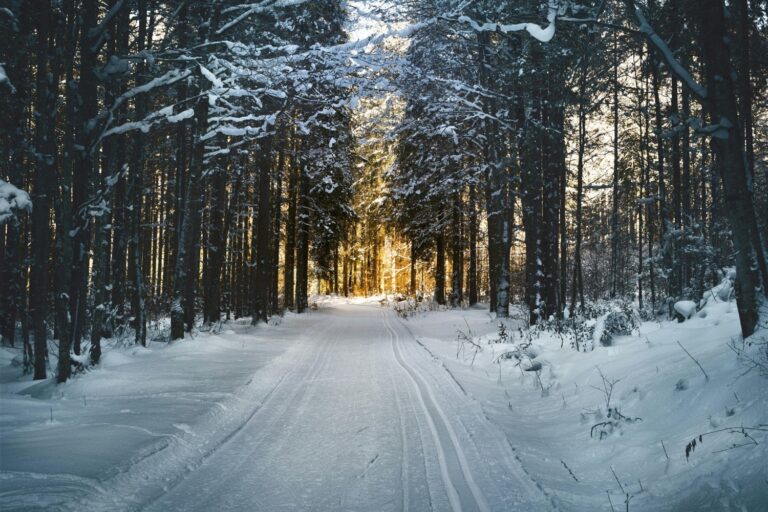 El único lugar en Florida donde cae nieve: ¡Descúbrelo aquí!