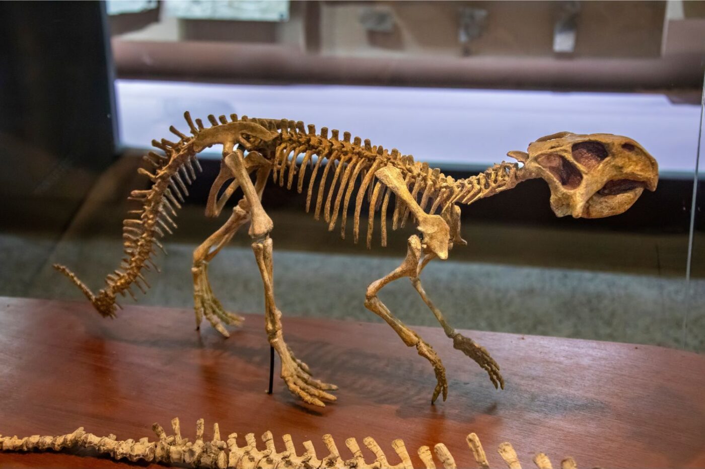 La evolución de la postura erguida en los mamíferos se revela gracias a ...