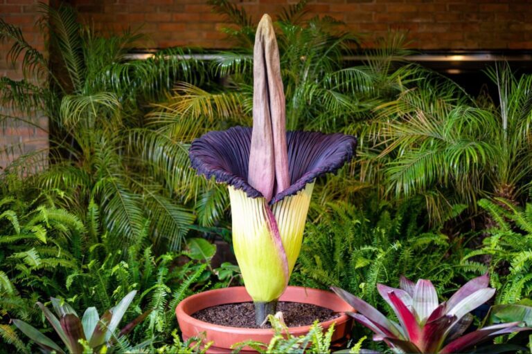 El misterio del olor pútrido de la flor cadáver finalmente resuelto