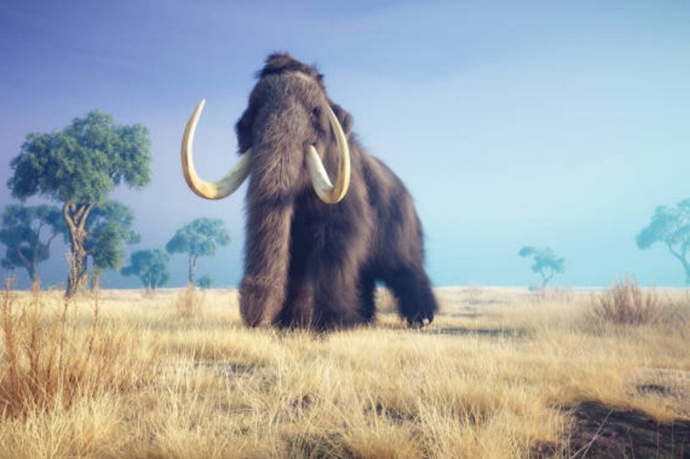 El regreso del mamut: Un logro científico cercano con consecuencias ...