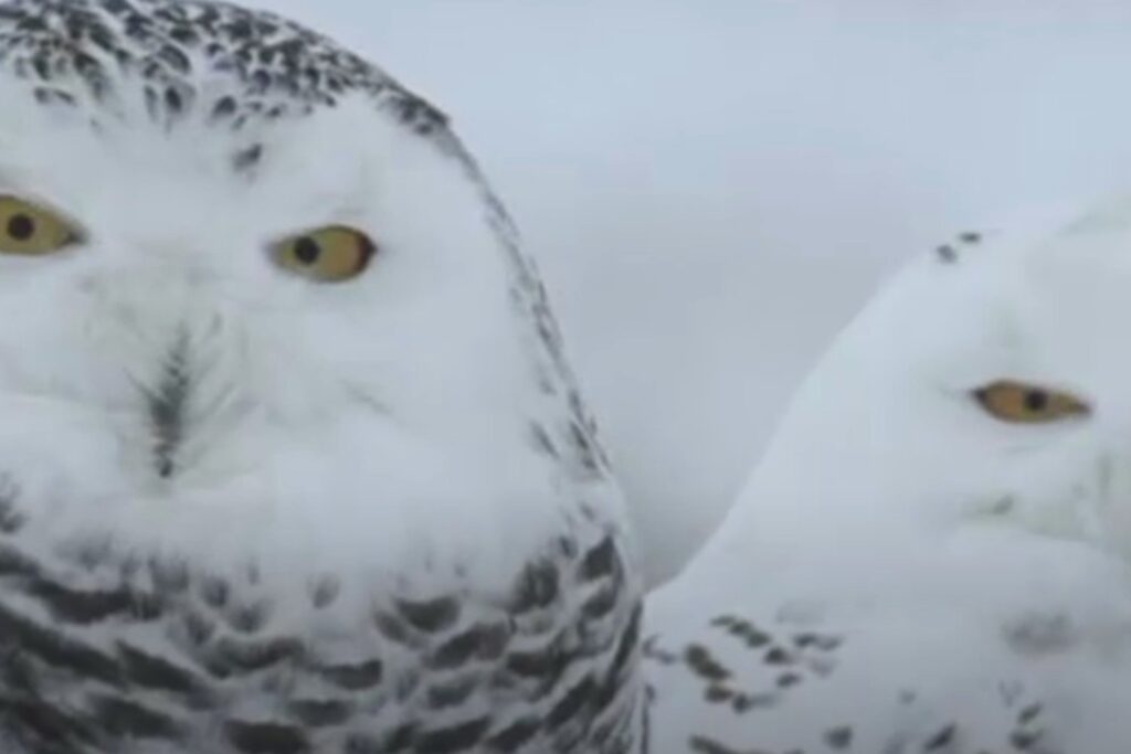 El misterio de los búhos nivales en España: un estudio confirma su origen