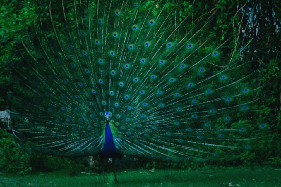 Una pluma de pavo real acaba de comportarse como un diminuto láser ...