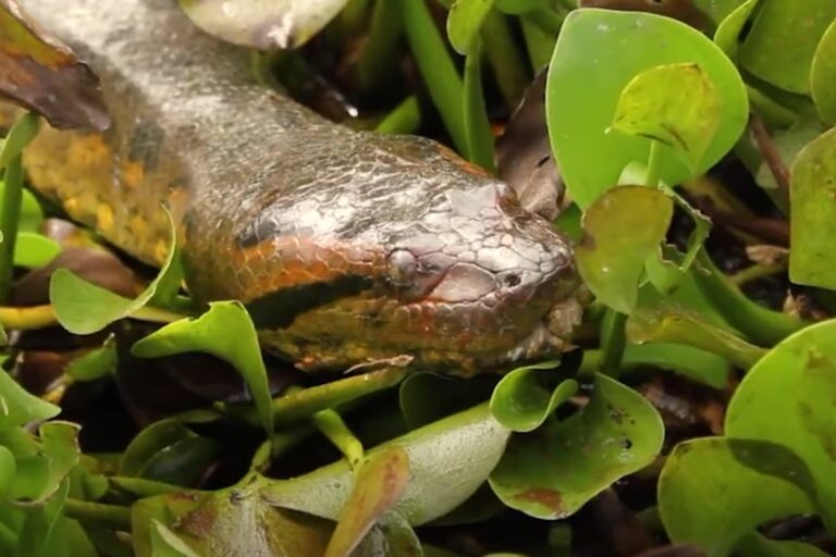 El titán del Amazonas: así caza y sobrevive la serpiente más fuerte del ...