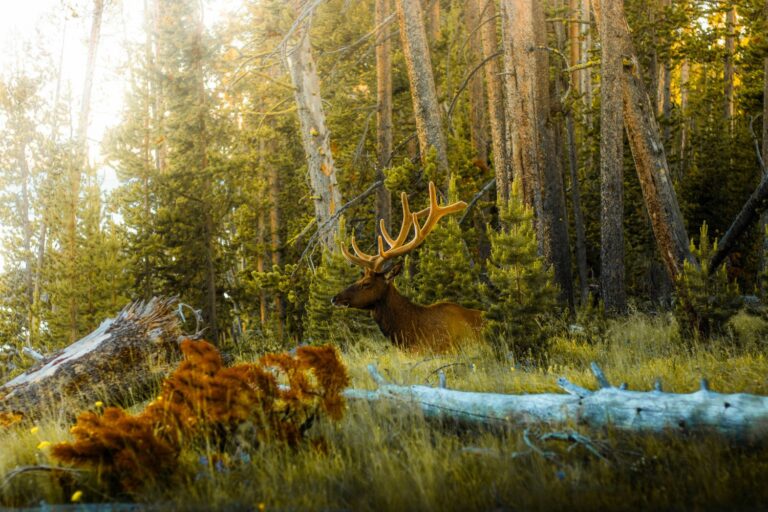 Yellowstone revive: el regreso de los lobos trae consigo árboles que no ...