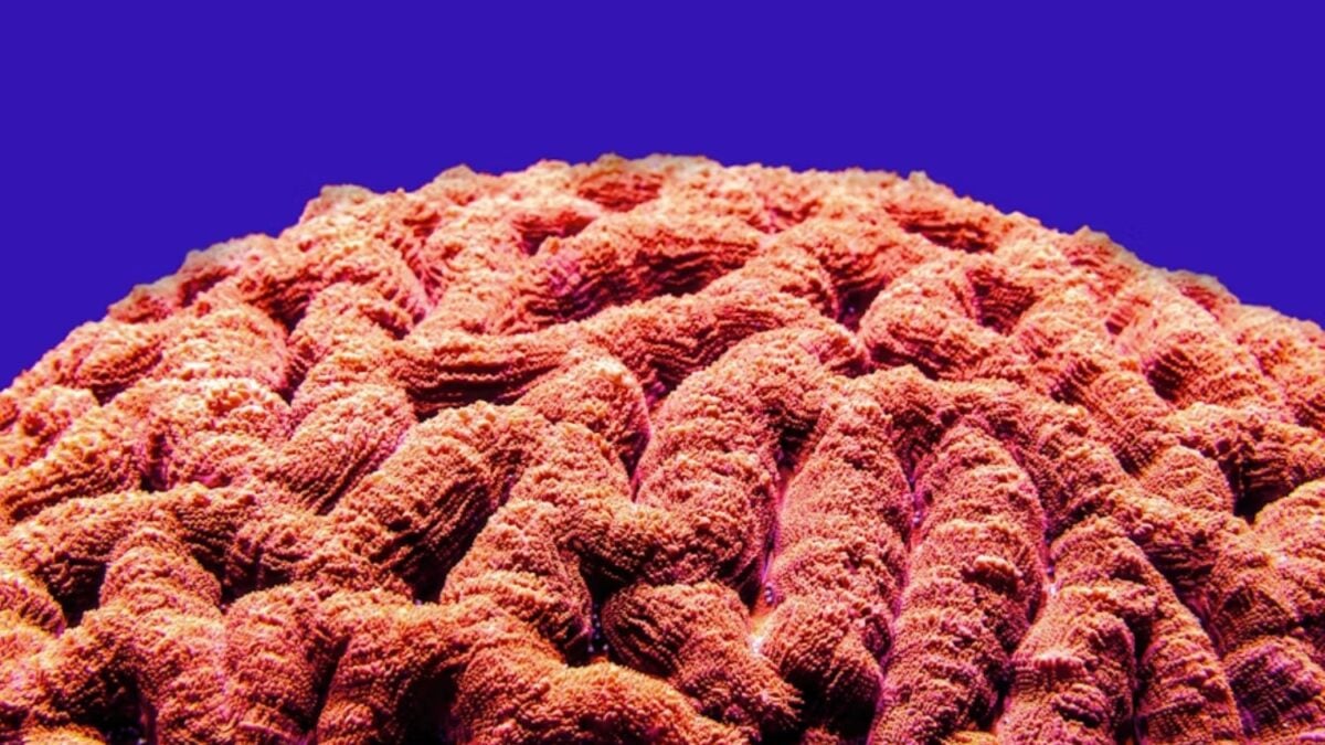El coral que se niega a morir. Así sobrevive Oculina patagonica a ...