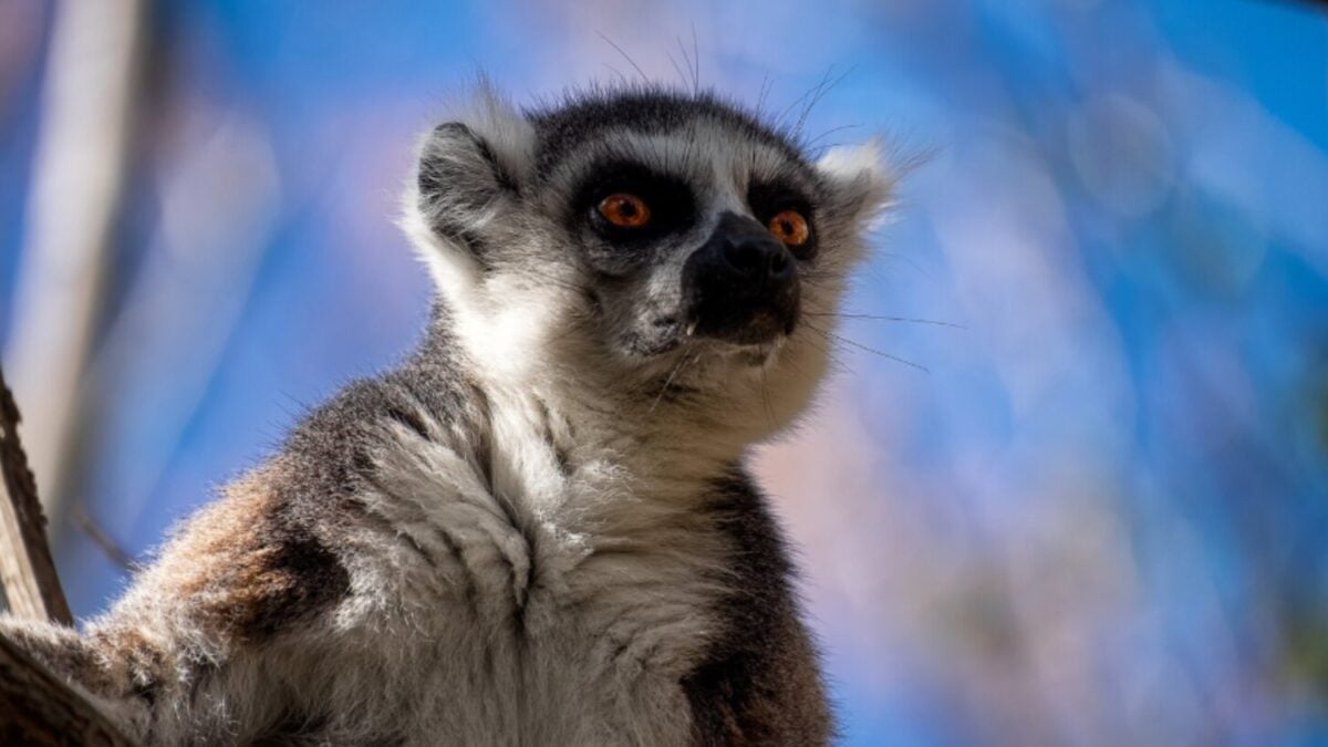Madagascar: la isla que se inclinó dos veces y cambió su historia natural