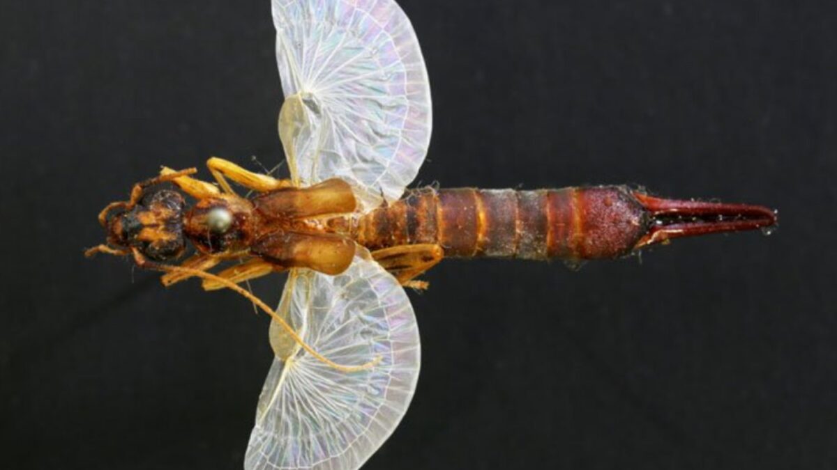 El origami secreto de la naturaleza: cómo los pliegues invisibles de ...