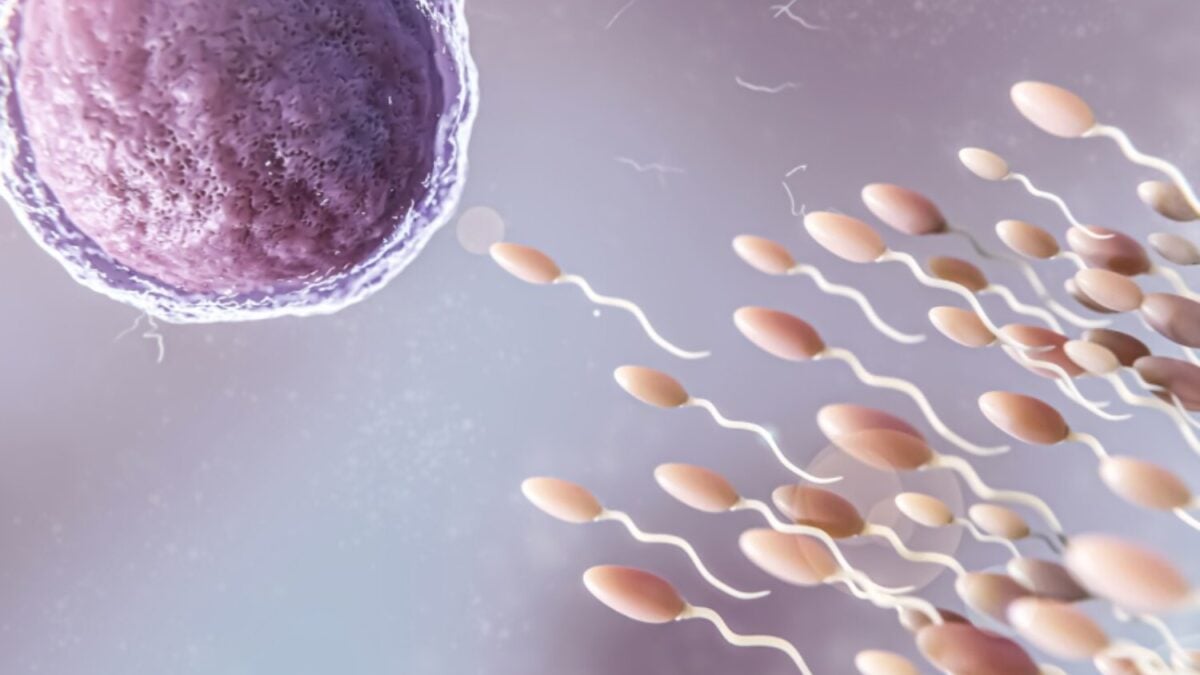 El esperma también envejece: los científicos descubren que acumula ...