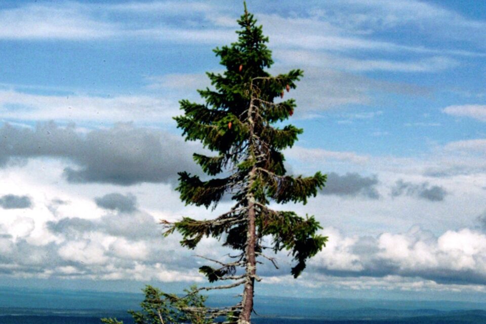 En un descubrimiento insólito, científicos hallan árboles capaces de ...