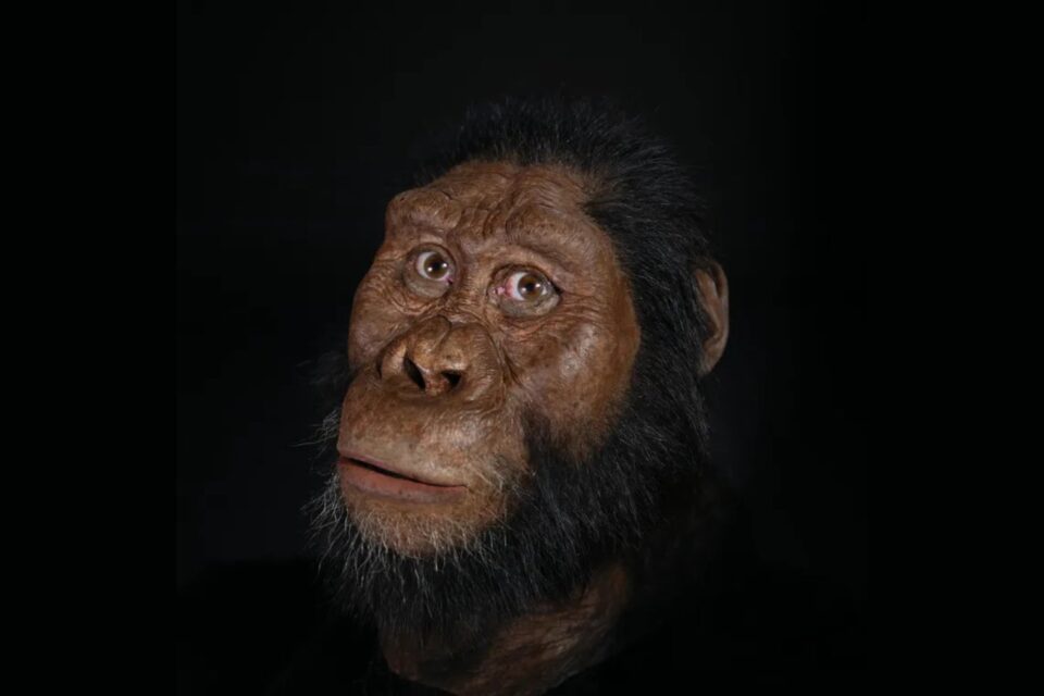 Lucy ya no está sola en el origen humano. Un pie fósil revela una ...