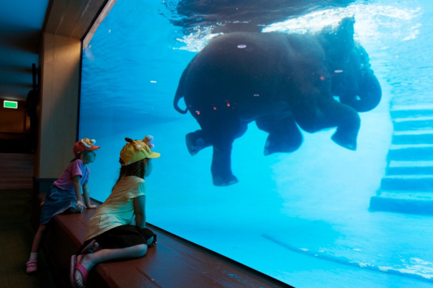 El acuario de agua dulce más grande del mundo está en Brasil: así es el ...