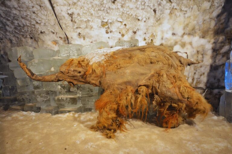 El ARN más antiguo jamás encontrado estaba oculto en un mamut lanudo de ...