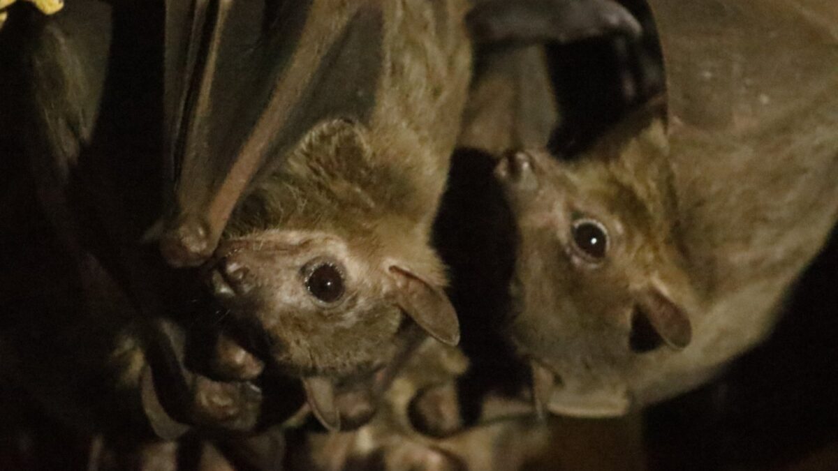 Brasil prueba las primeras “Bat Gates” para proteger cuevas y ...