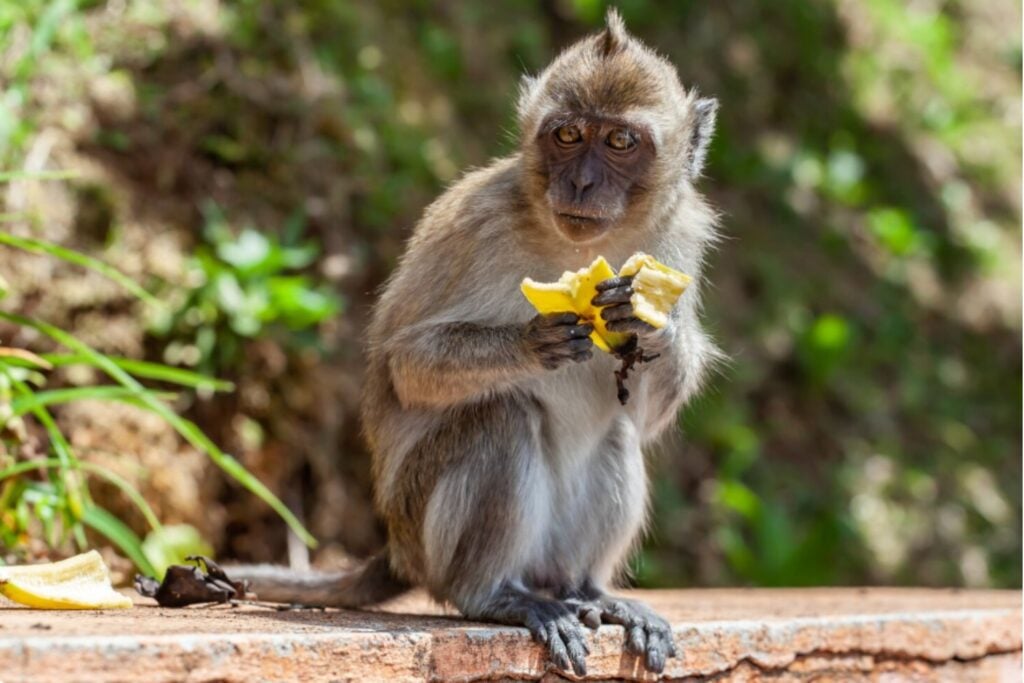 ¿De verdad los monos comen bananas? El mito más famoso sobre su dieta ...