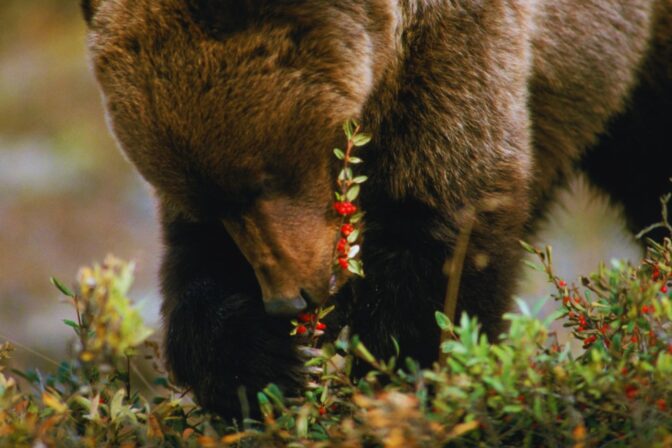 La dieta de los osos no es tan fija como creíamos. La ciencia sugiere ...