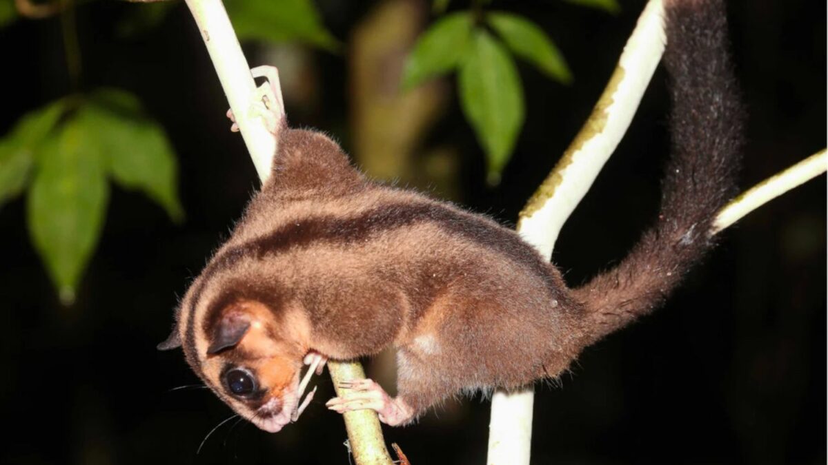 Encuentran vivo a un extraño marsupial que se suponía se había ...