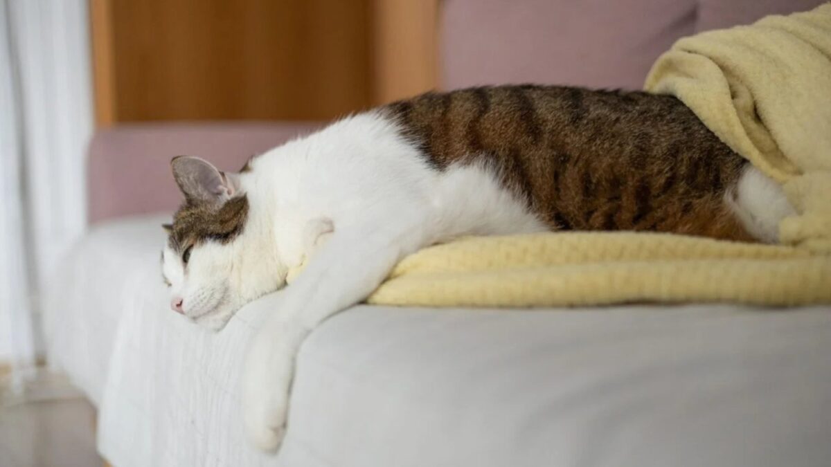 Trabaja en un consultorio veterinario de Los Ángeles y un gato le ...