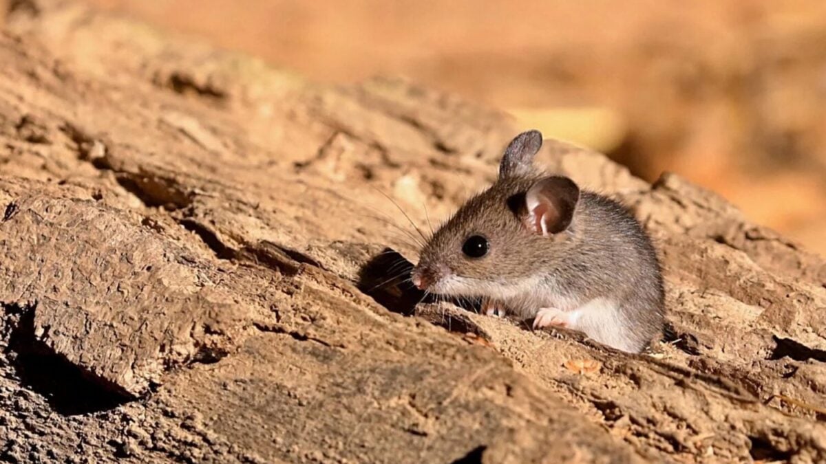 Polymarket Difunde Basura Sensacionalista Sobre El Caso De Hantavirus
