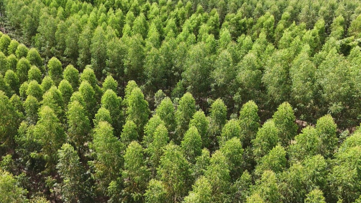 Plantaron millones pensando que ayudarían al bosque: El fenómeno del ...